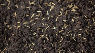 Grass Seeds That Grow Fast for a Greener Lawn, Quickly | Barenbrug